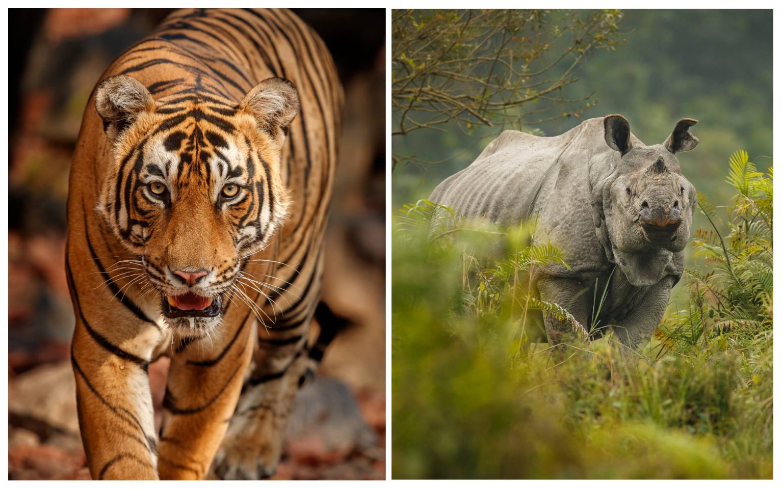 Tiger and Rhino Census to Be Conducted in November and April Respectively - The Diplomat Nepal