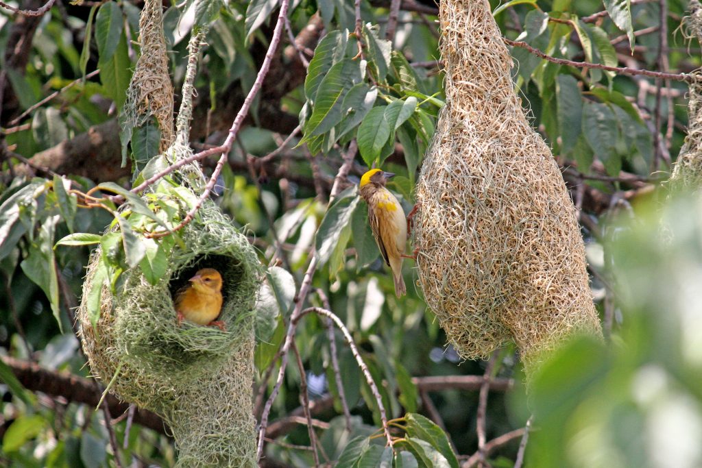 Golden Cannon Bird on the Brink of Extinction in Nepal - The Diplomat Nepal