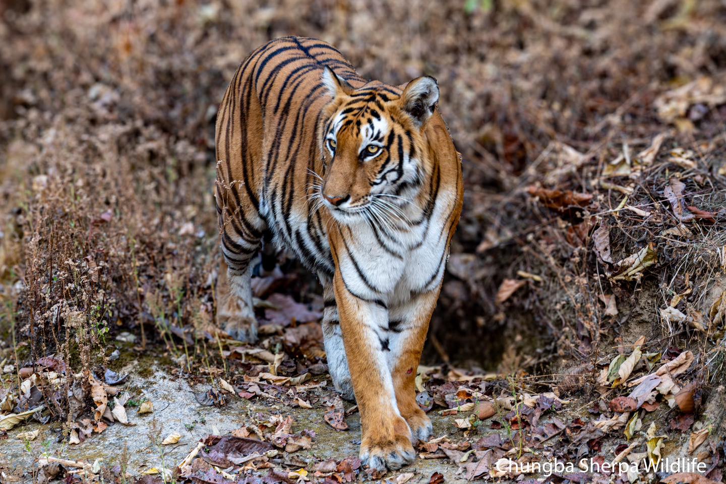 The Roar of Nepal’s Tiger Diplomacy - The Diplomat Nepal