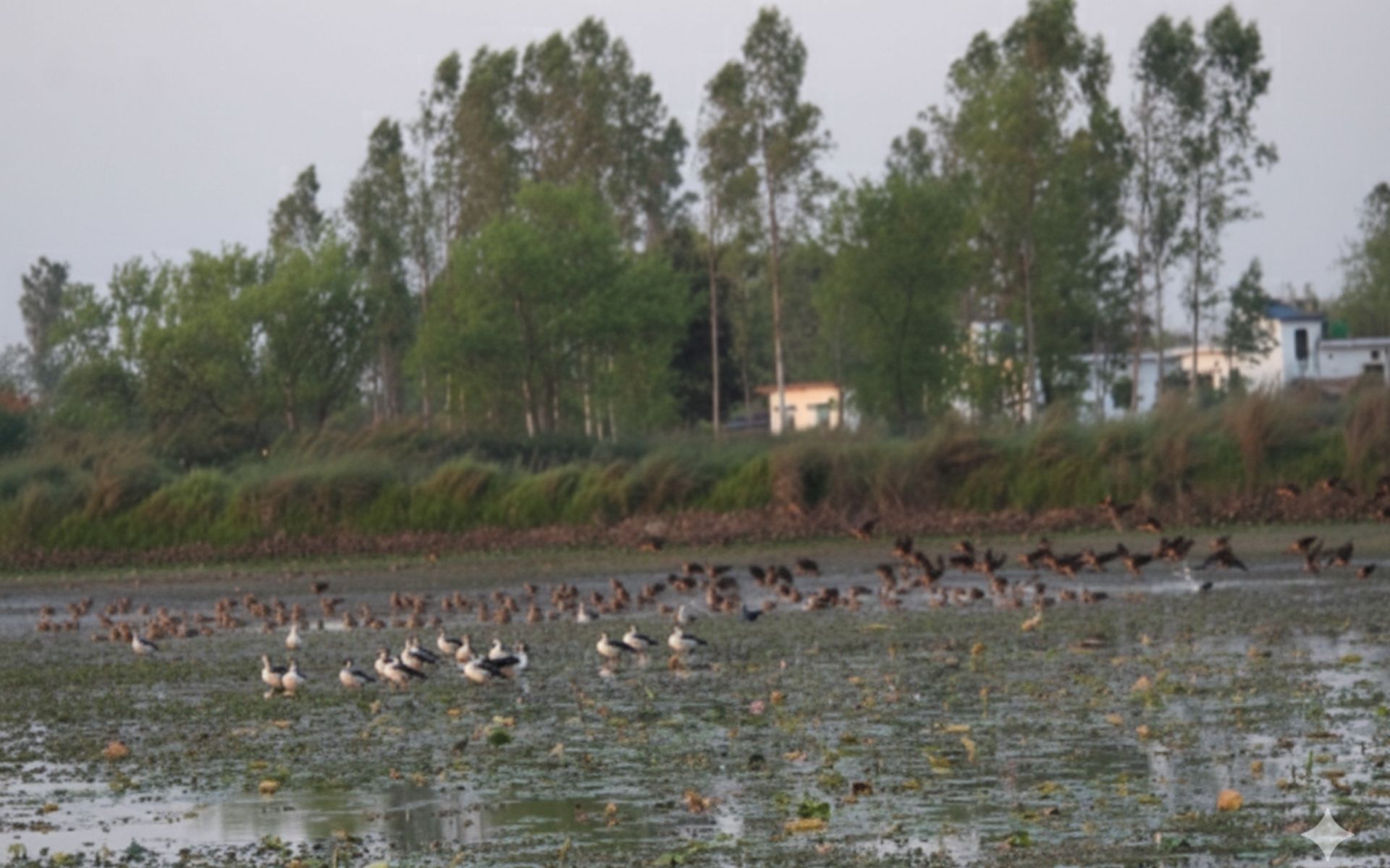 Aquatic Bird Census Begins in Kanchanpur to Track Migratory, Indigenous ...