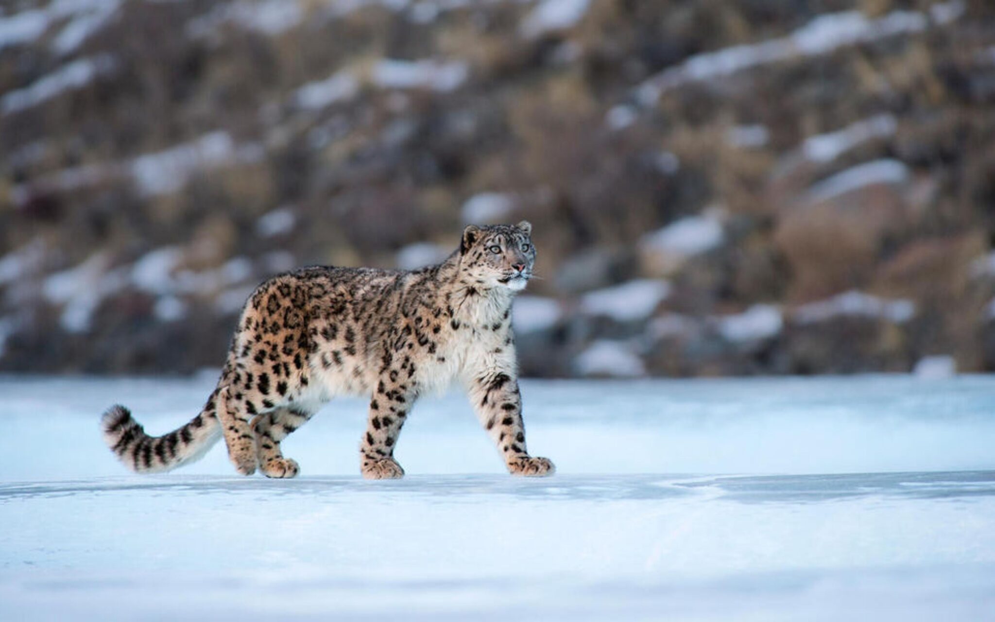 Simultaneous Snow Leopard Survey Launched in Mustang and Manang - The ...